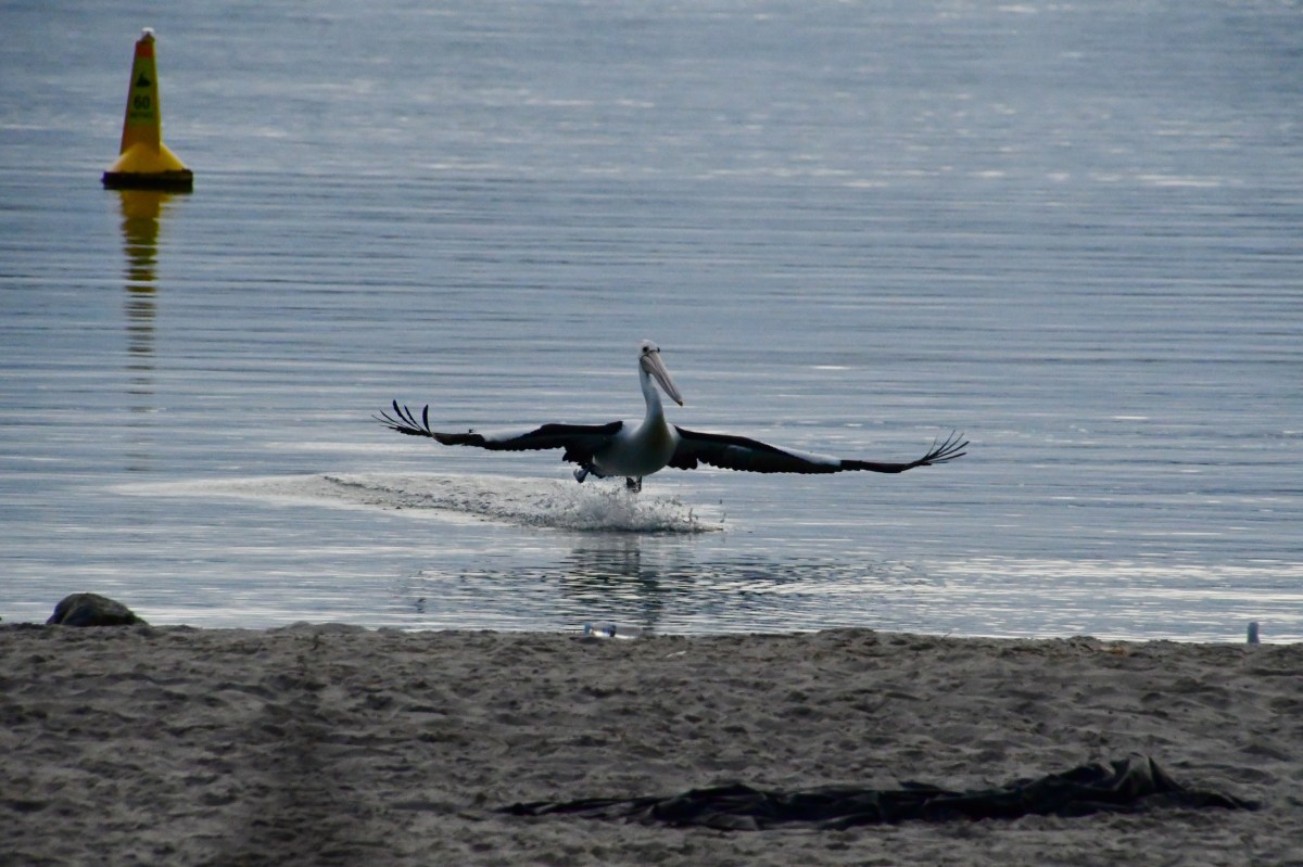 Broadie 30 Jan 2023 – Kazbah33 Pics